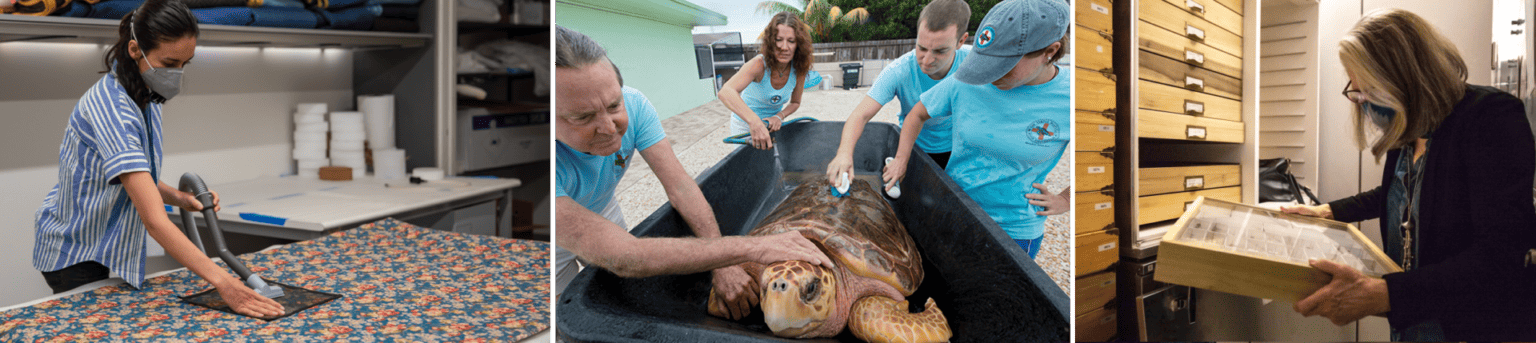 Job Opportunities - San Diego Museum Council