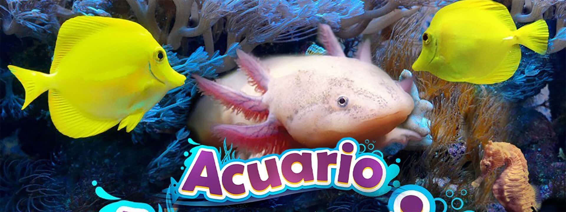 Acuario Centro Cultural Tijuana (Tijuana Aquarium) - San Diego Museum Council
