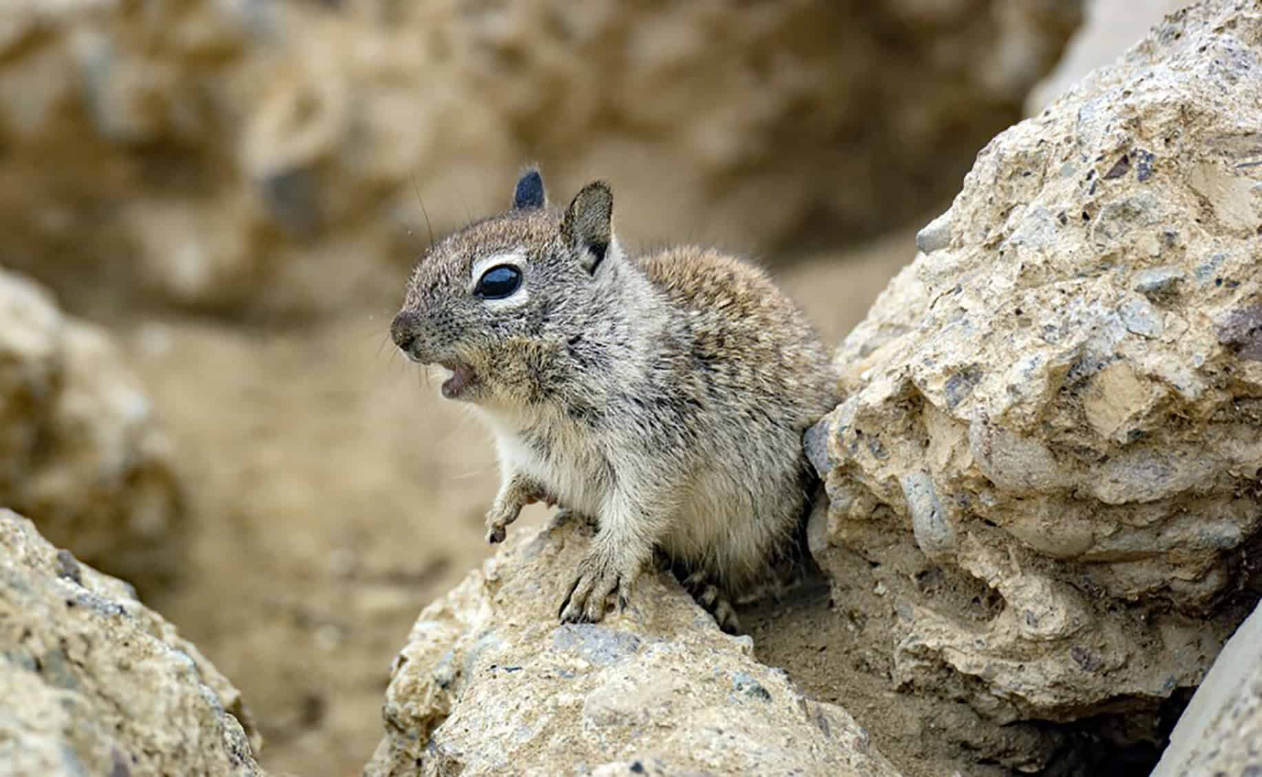 'Wild San Diego' Brings San Diego's Stunning Biodiversity to the Screen ...