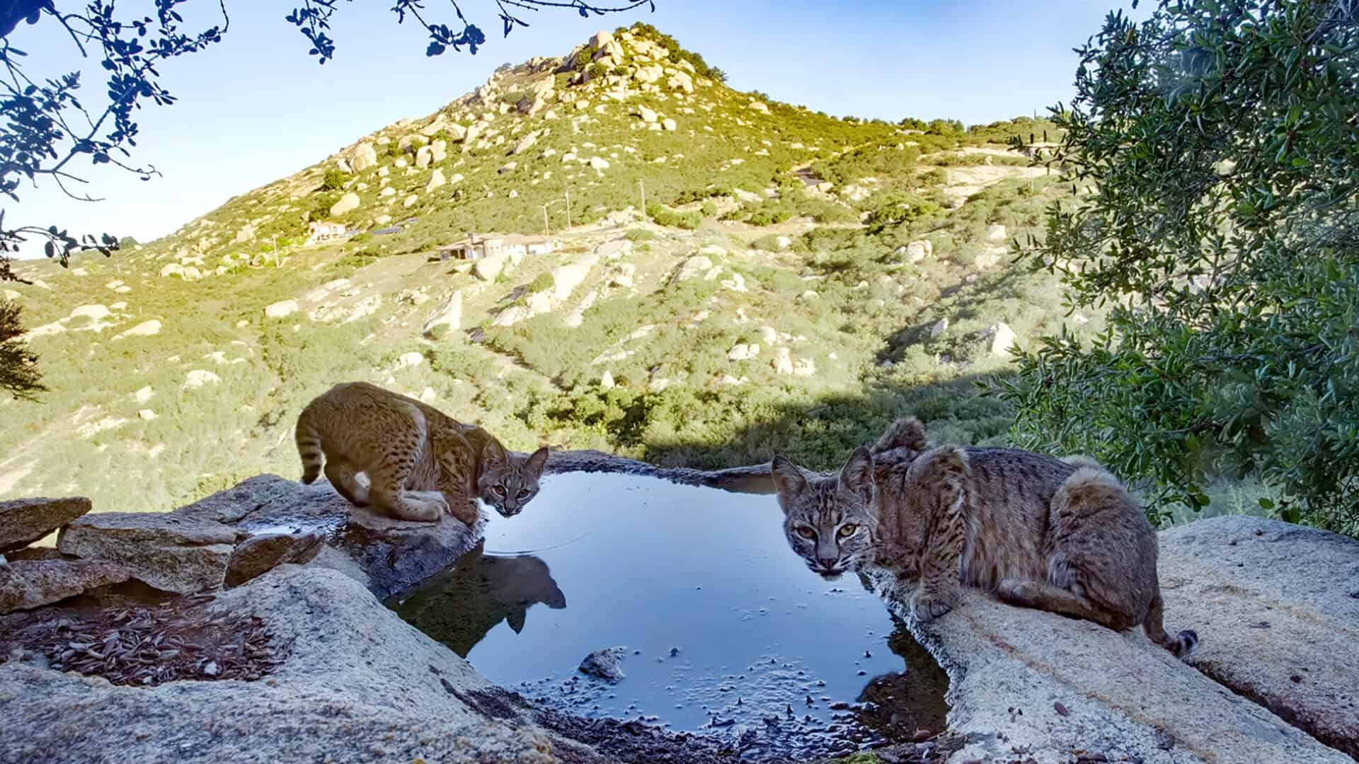 'Wild San Diego' Brings San Diego's Stunning Biodiversity to the Screen ...